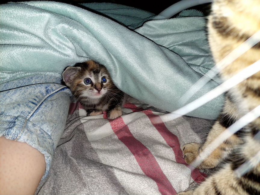 Котята помесь