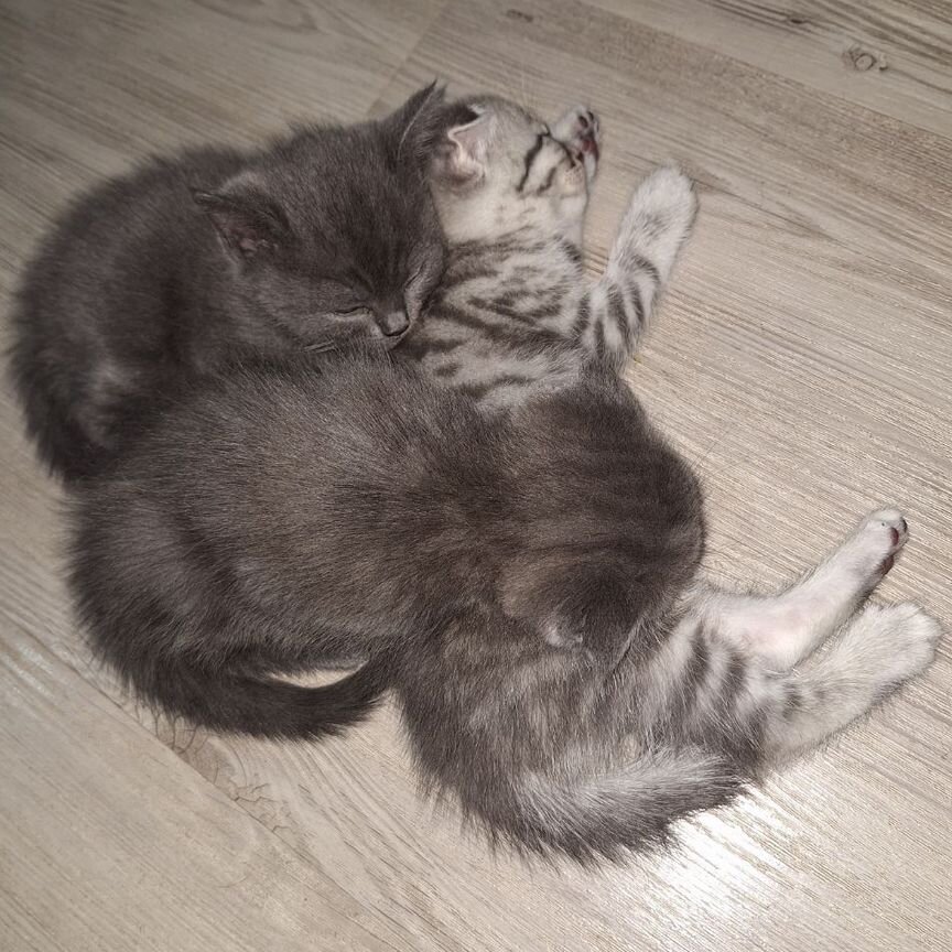 Британские котята