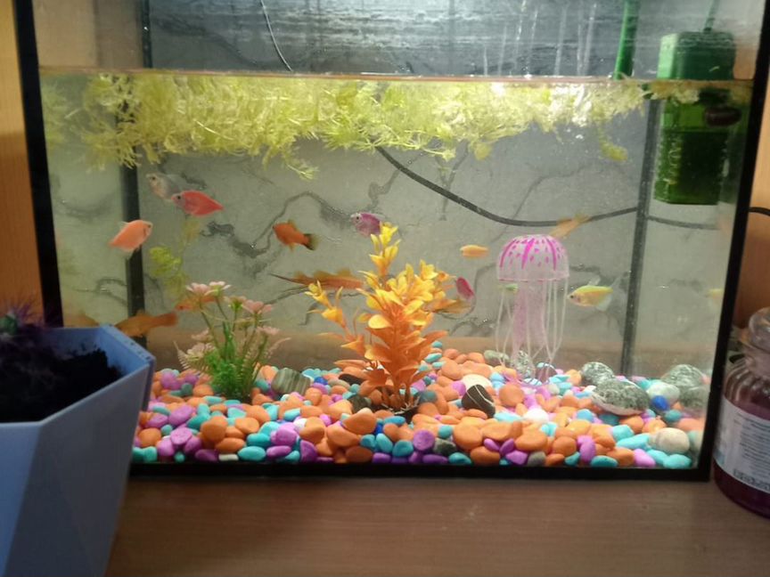 Продам аквариум с рыбками