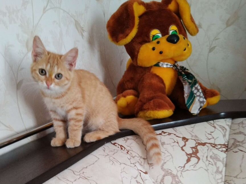 Котята в добрые руки бесплатно