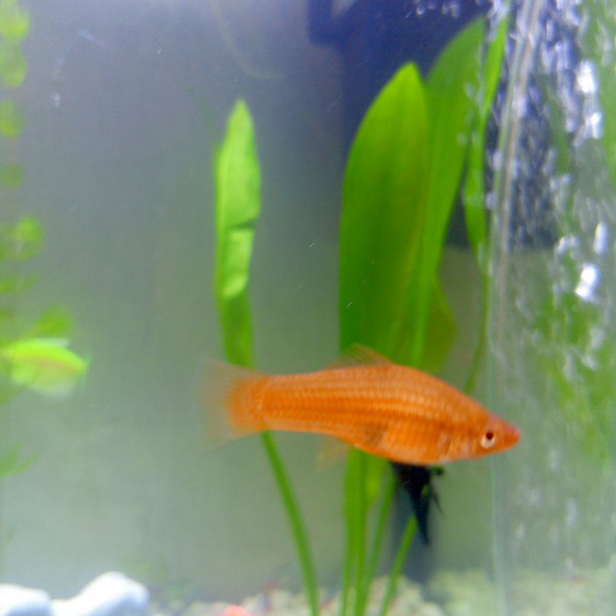 Рыбки аквариумные