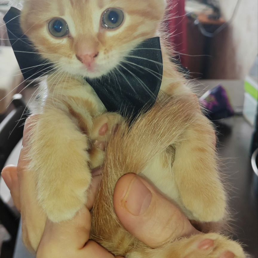 Рыжие котята в самые добрые ручки