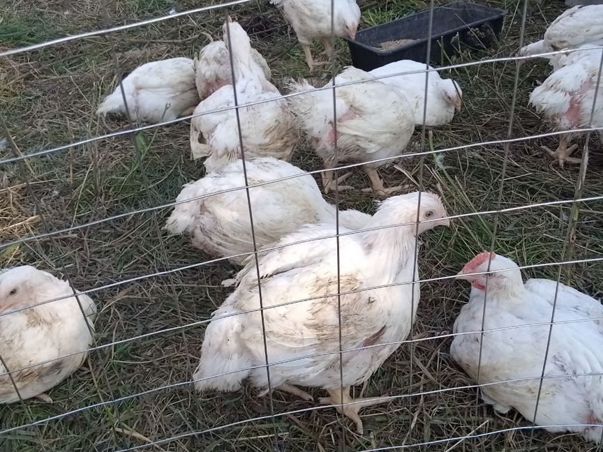 Бройлер Росс308 месячный