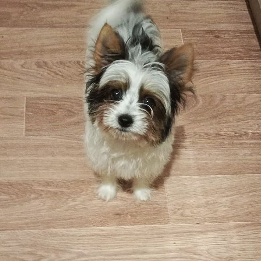 Бивер мини мальчик