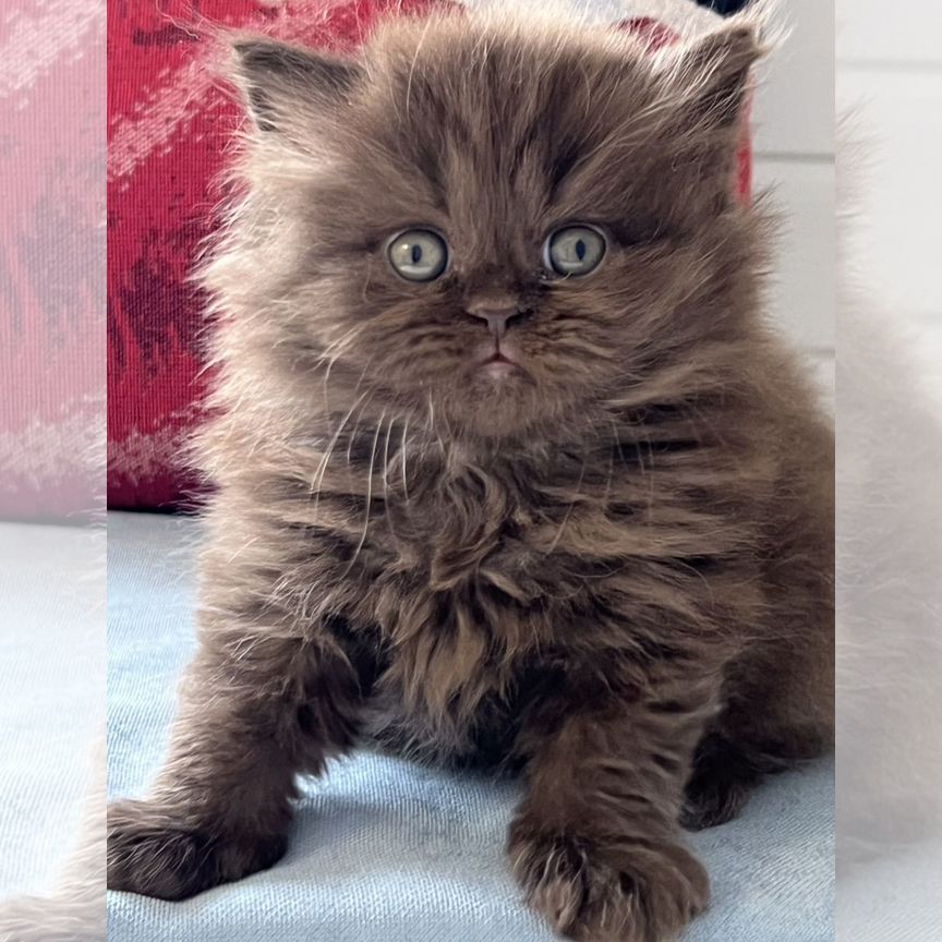 Британский длинношёрстный котёнок