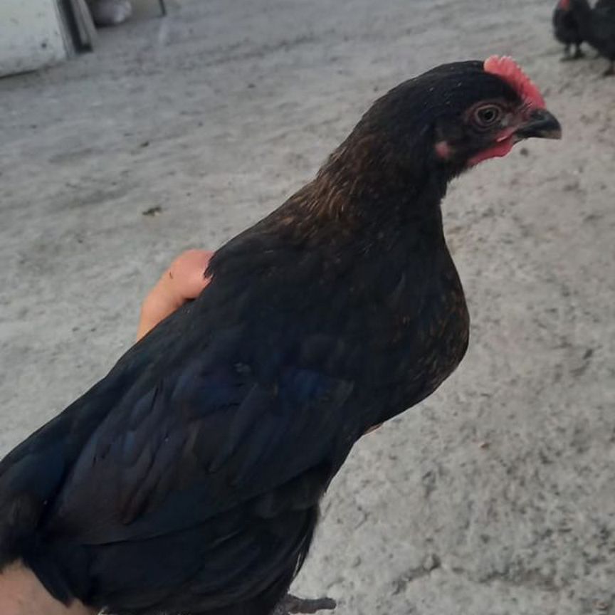 Куры несушки домашние