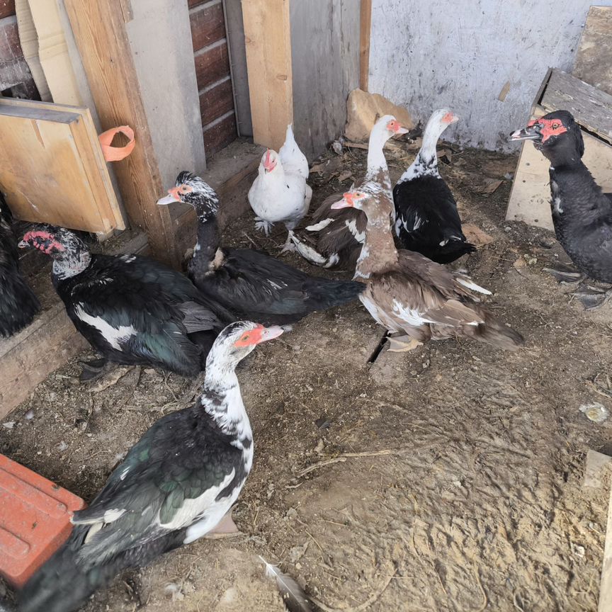 Селезень индоутки