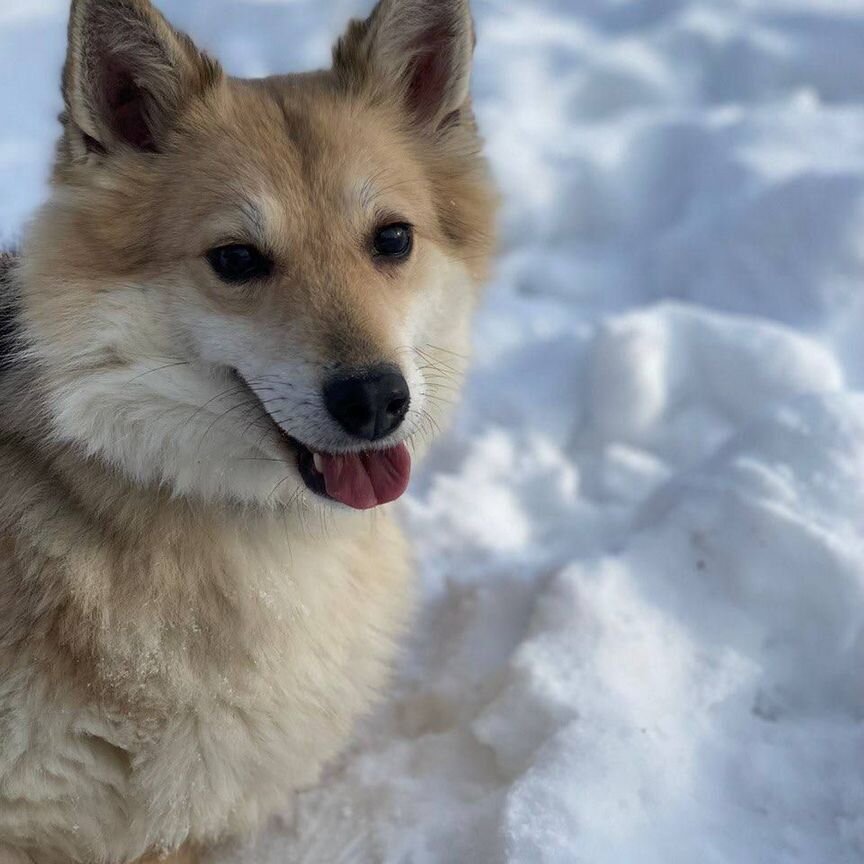Собаки бесплатно в добрые руки