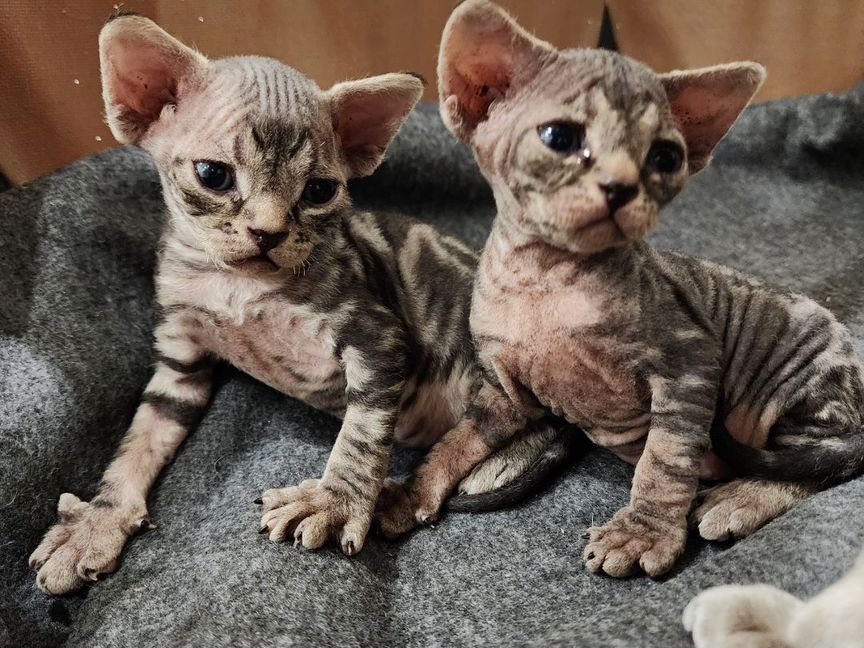 Котята девон-рекс