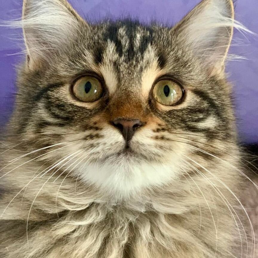 Сибирский котенок