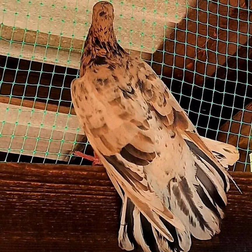 Бакинские голуби