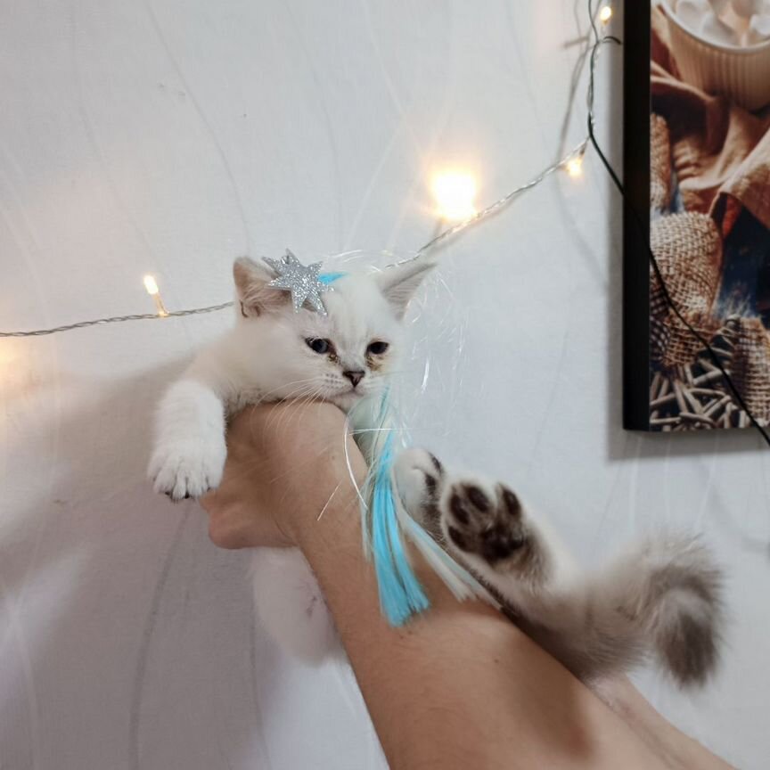 Котенок белка