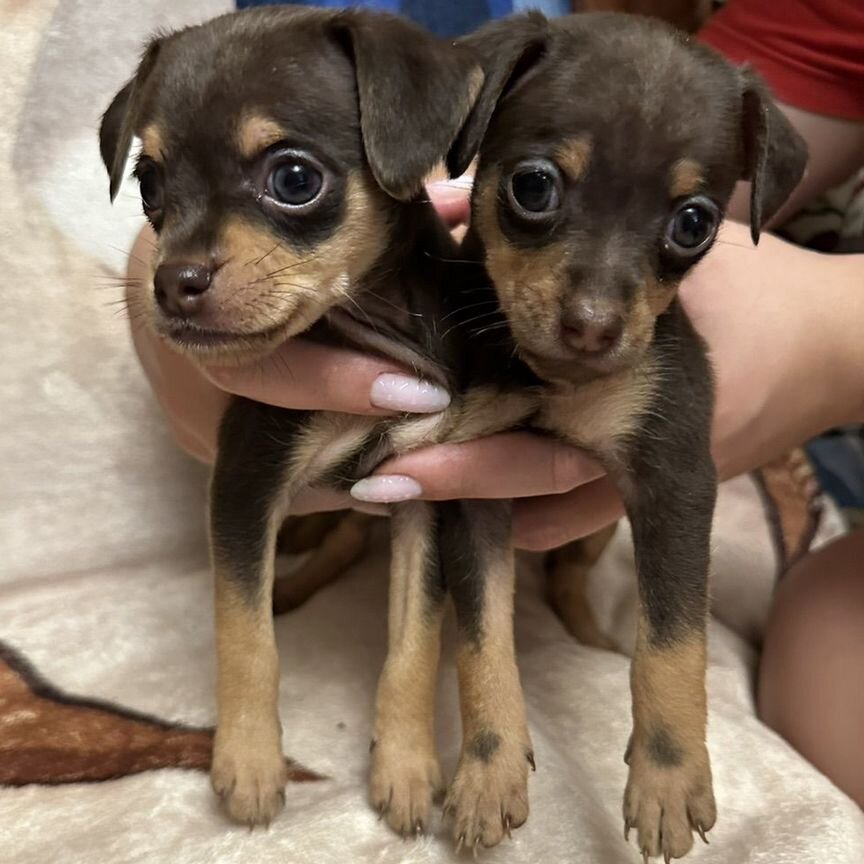 Щенки тойтерьера