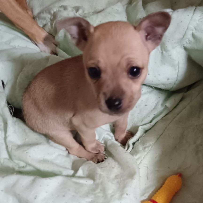 Русский той-терьер, щенок