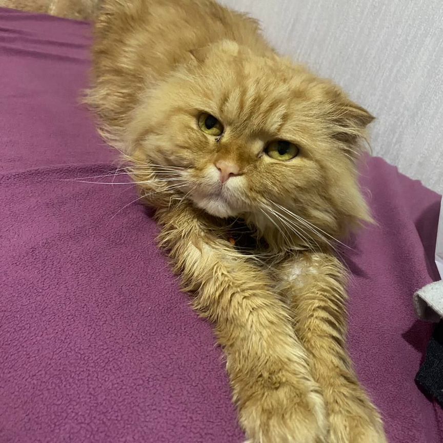 Веслоухий шотландский кот
