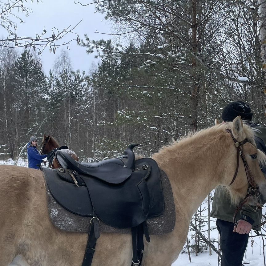 Седло для лошади полочное