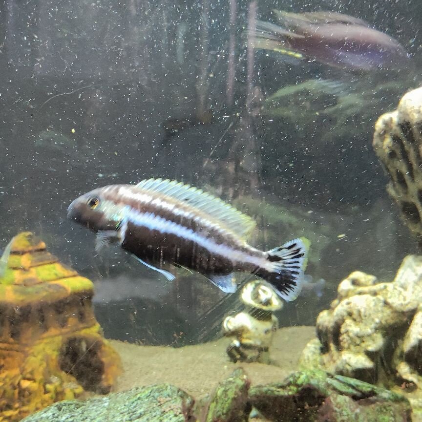 Аквариумные рыбки