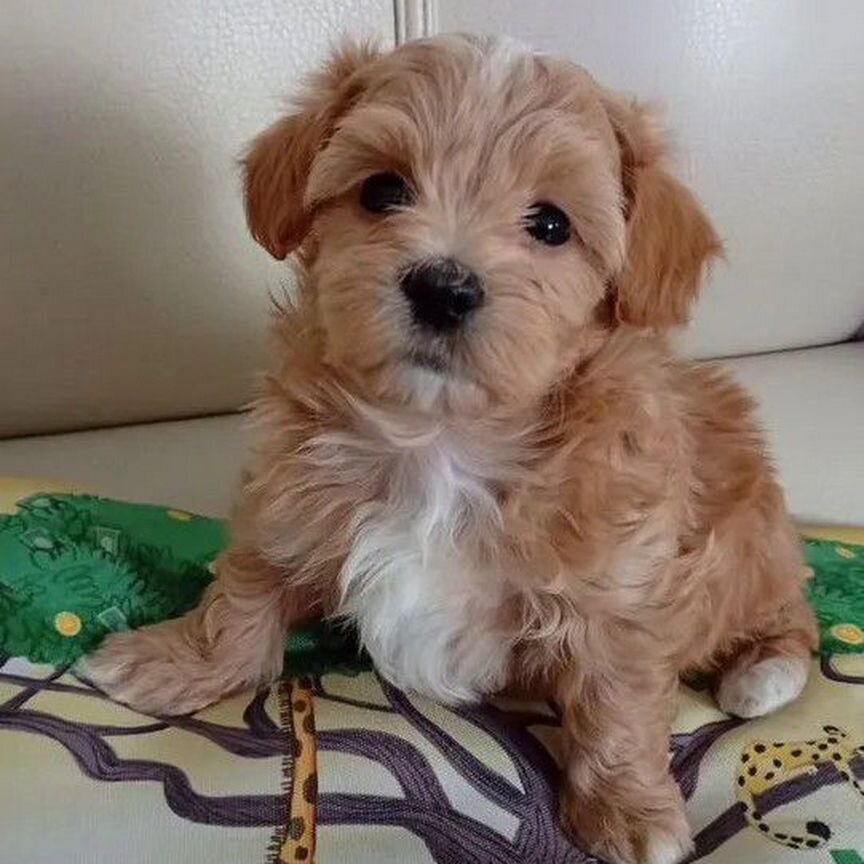 Мальтипу, щенок