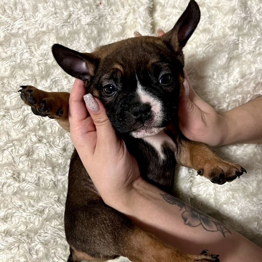 Американский булли покет щенки