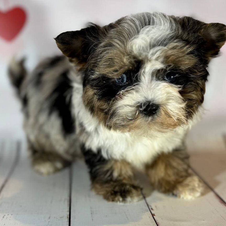 Йоркширский терьер, щенок