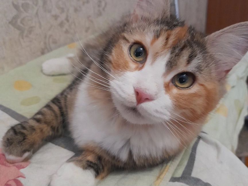 Кошка в добрые руки даром