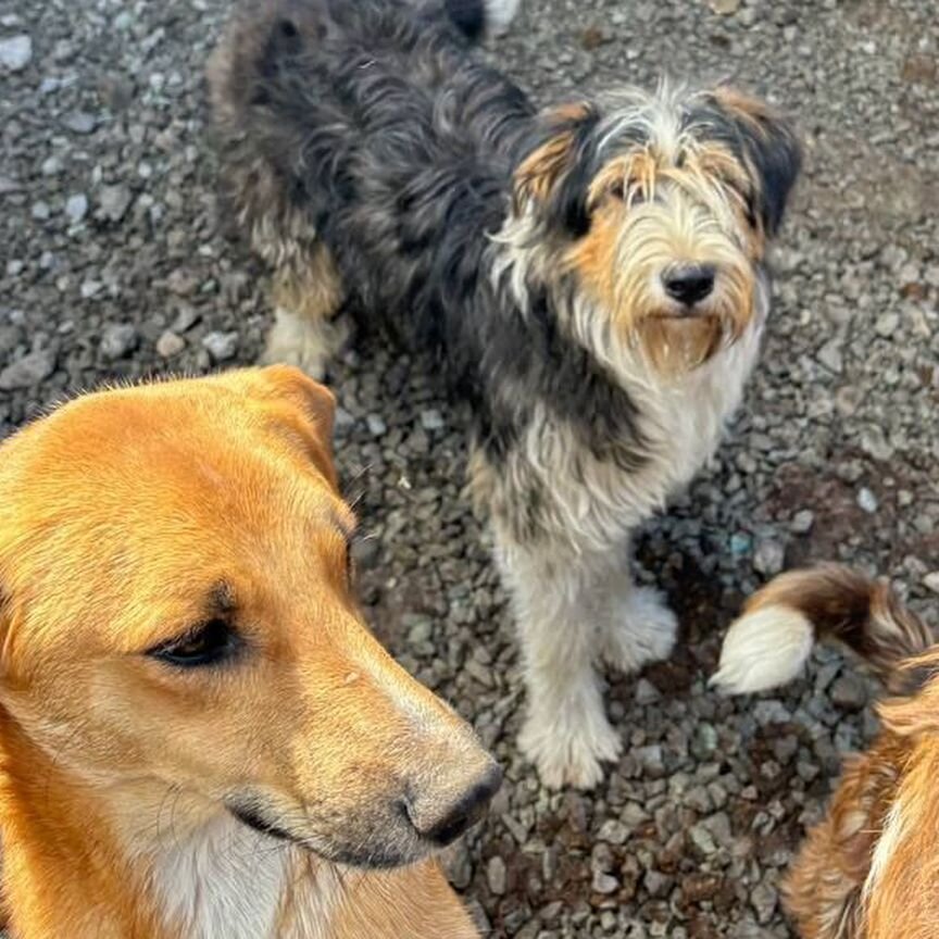 Шикарные щенки подростки метисы охотничьей породы