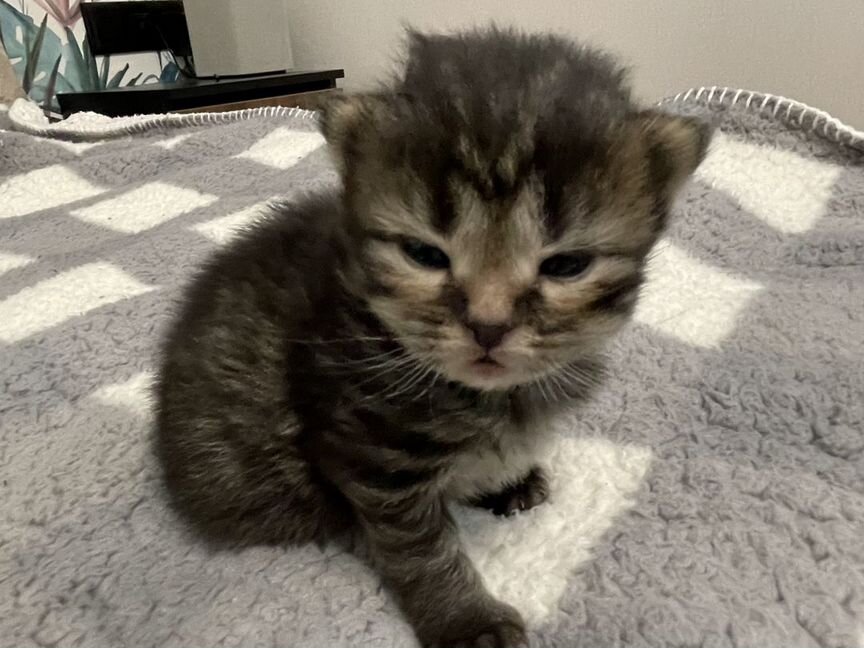 Шотландские котята