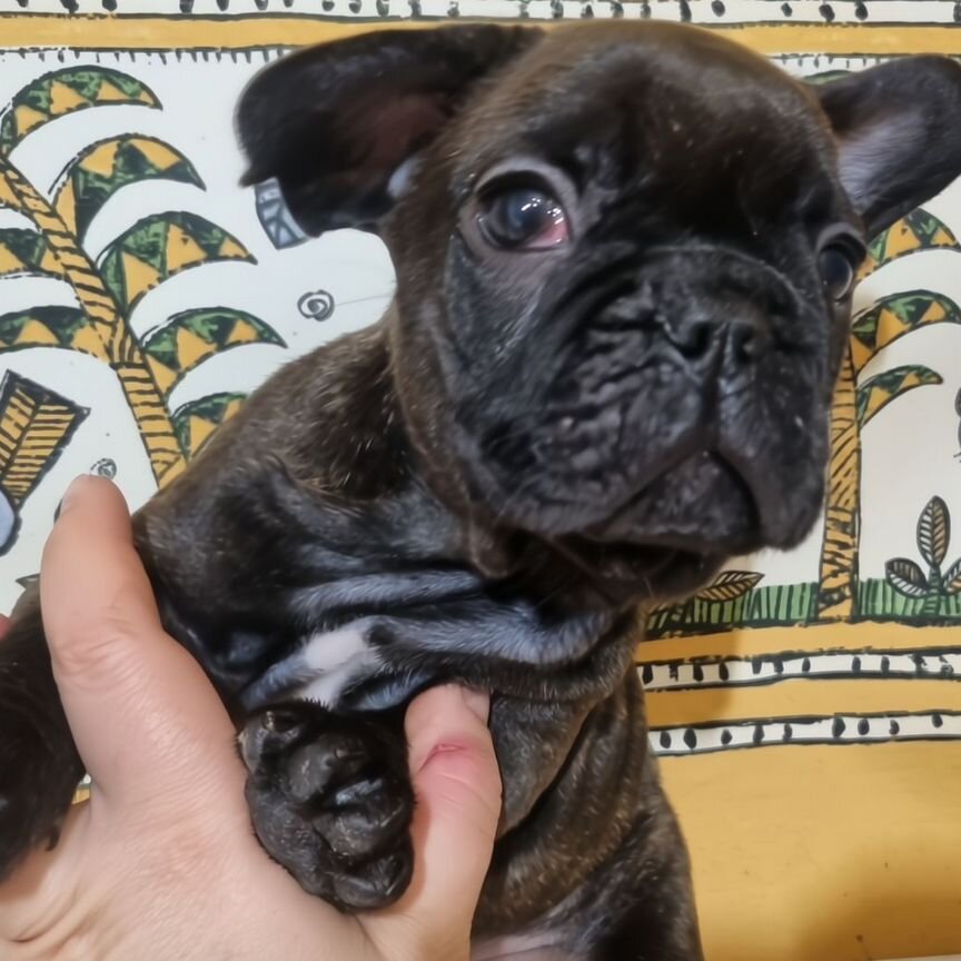 Французский бульдог, щенок