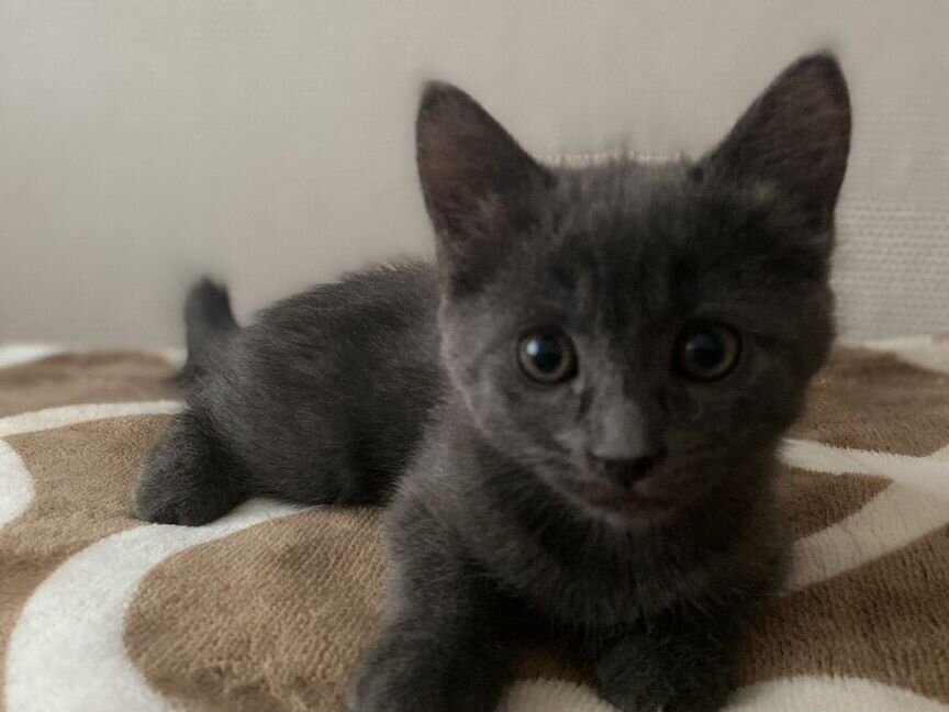 Котята в добрые руки (около 2 месяцев)