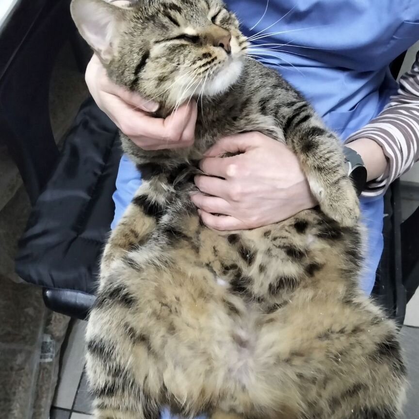 Кот ласковый бутус