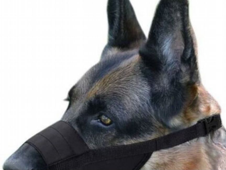 Новый намордник для подрастающей овчарки