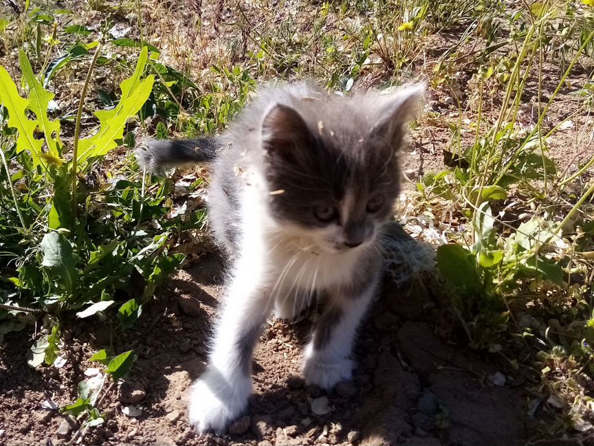 Котята в добрые руки, подбросили на работу