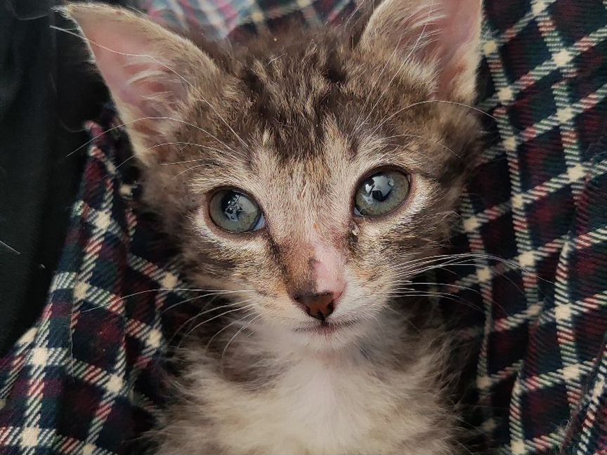 Космический котёнок
