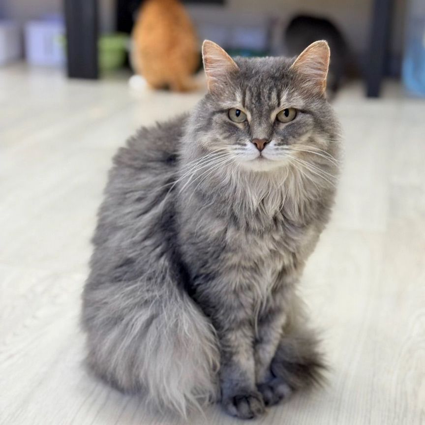 Кошки в добрые руки