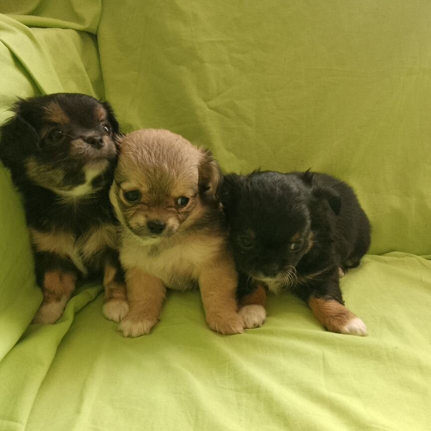 Маленькие пушистики