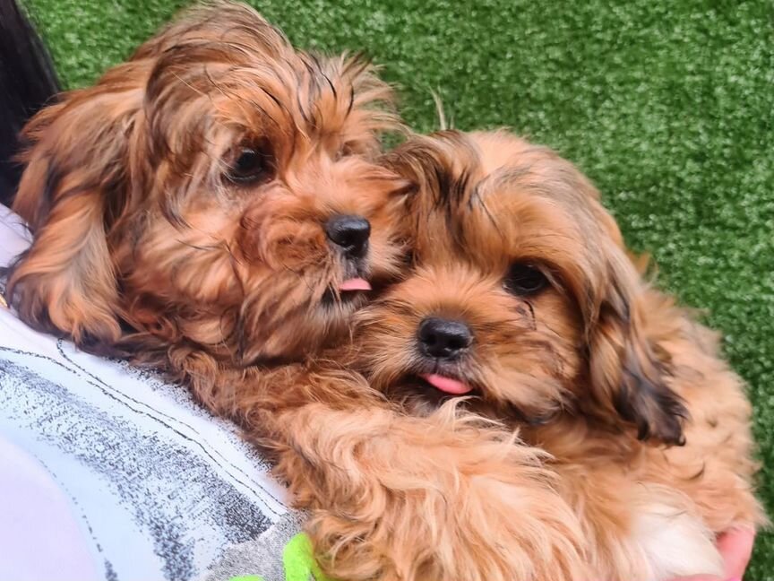 Кава-пу мальти-пу коко-пу малыши на любой вкус