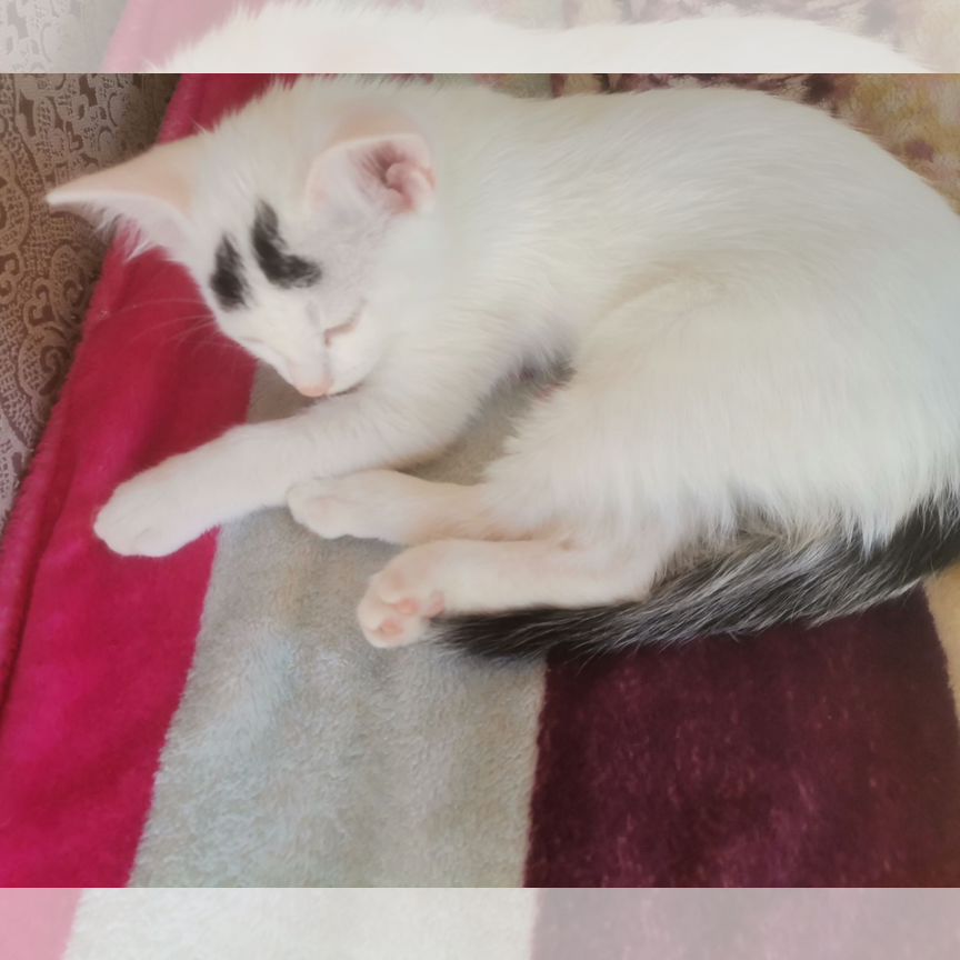 Котята от потомственной охотницы за мышами