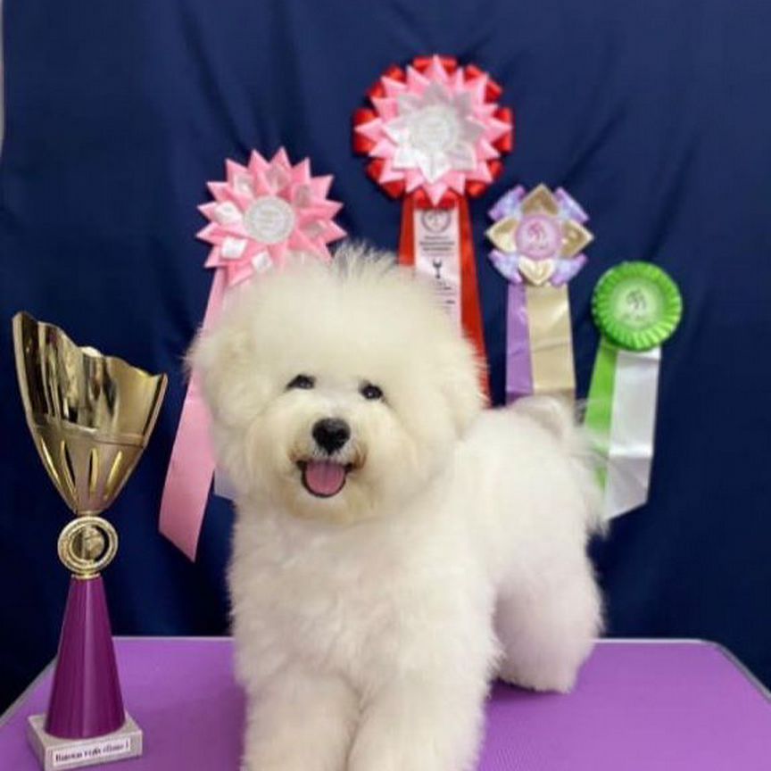 Шикарная девочка для выставок Бишон Фризе