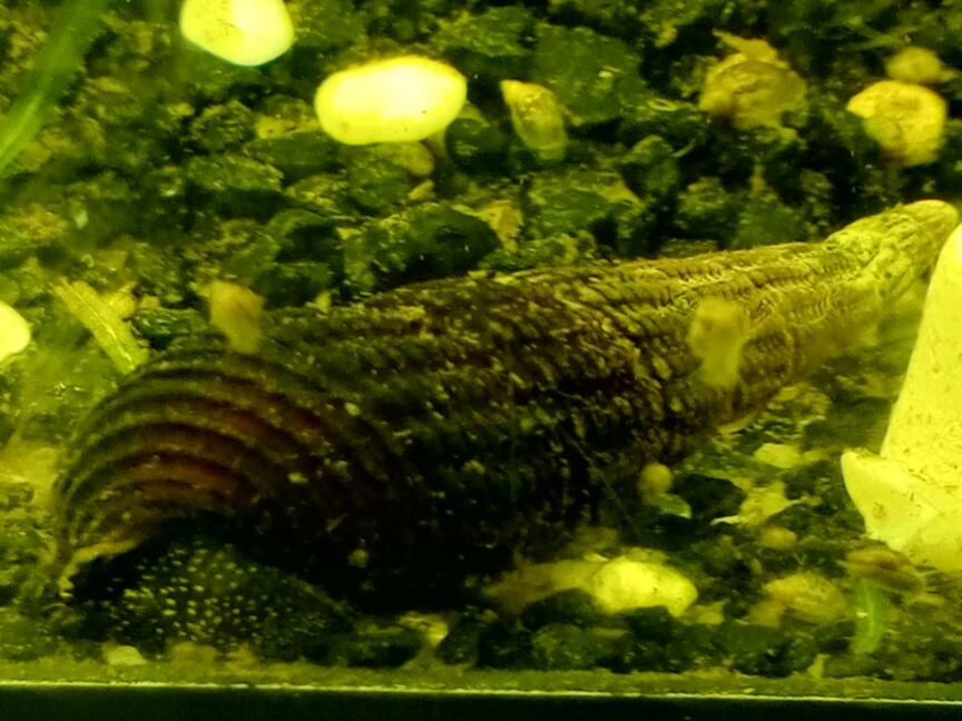 Улитка аквариумная кролик