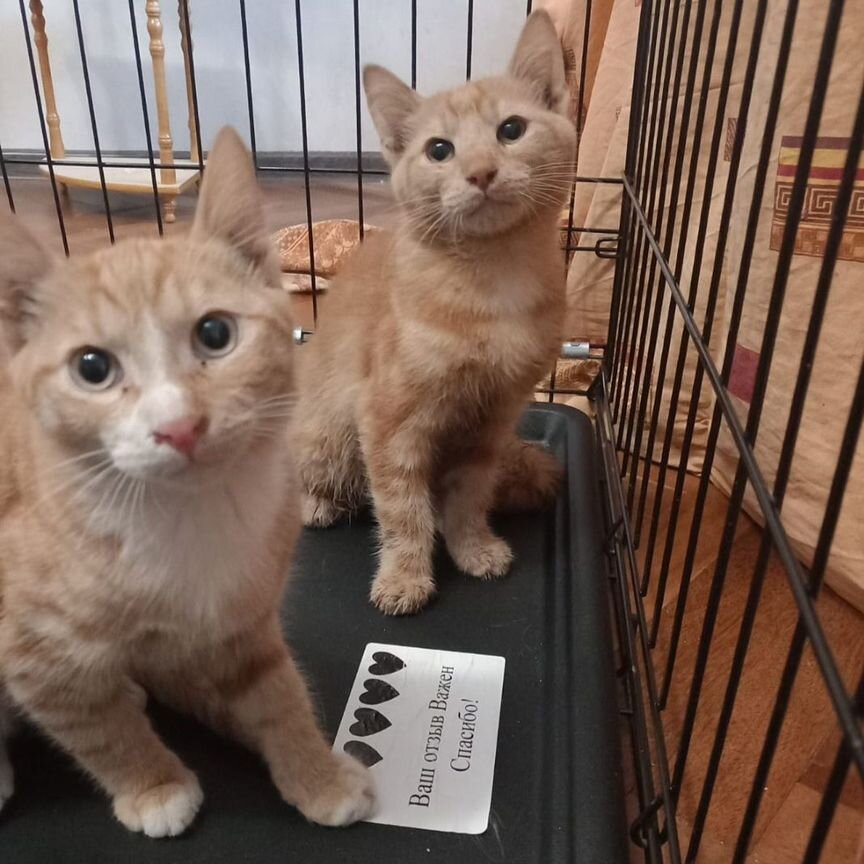 Котята рыжие персики, 4 мес, хотят домой