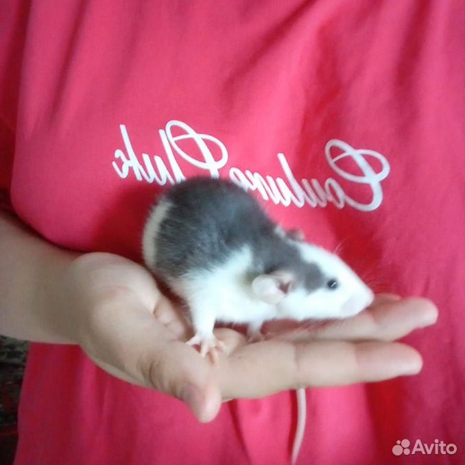 Декоративные крыски дамбо