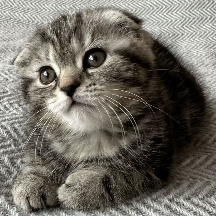 Шотландская