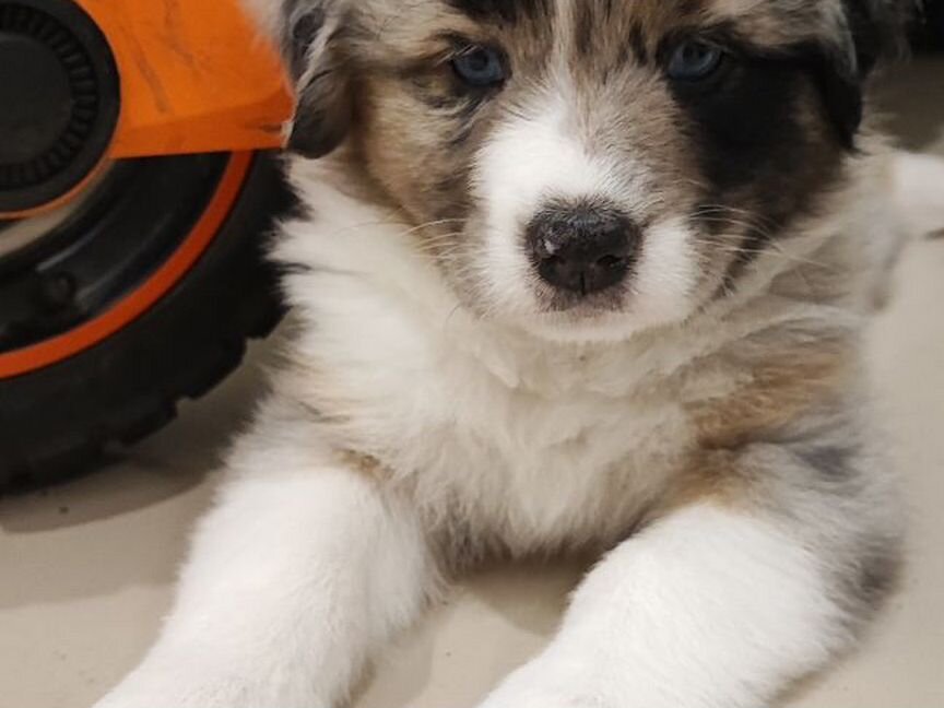 Щенки аусси