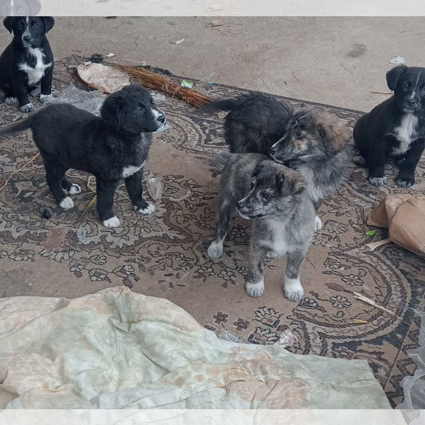 Отдам щенков в добрые руки