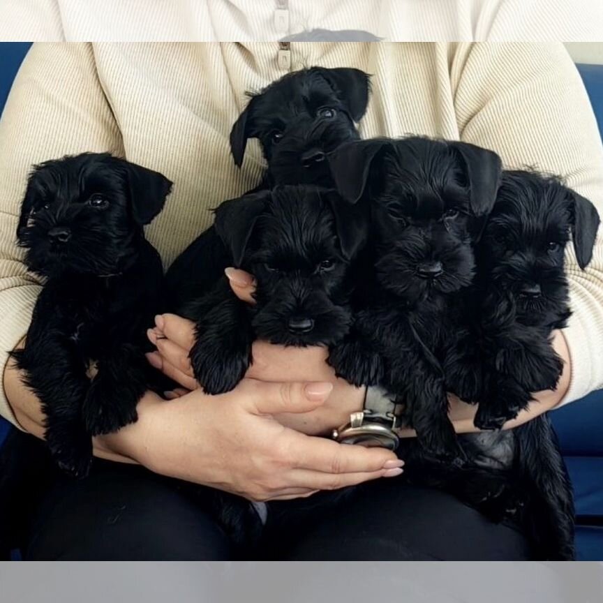 Цвергшнауцер, щенок