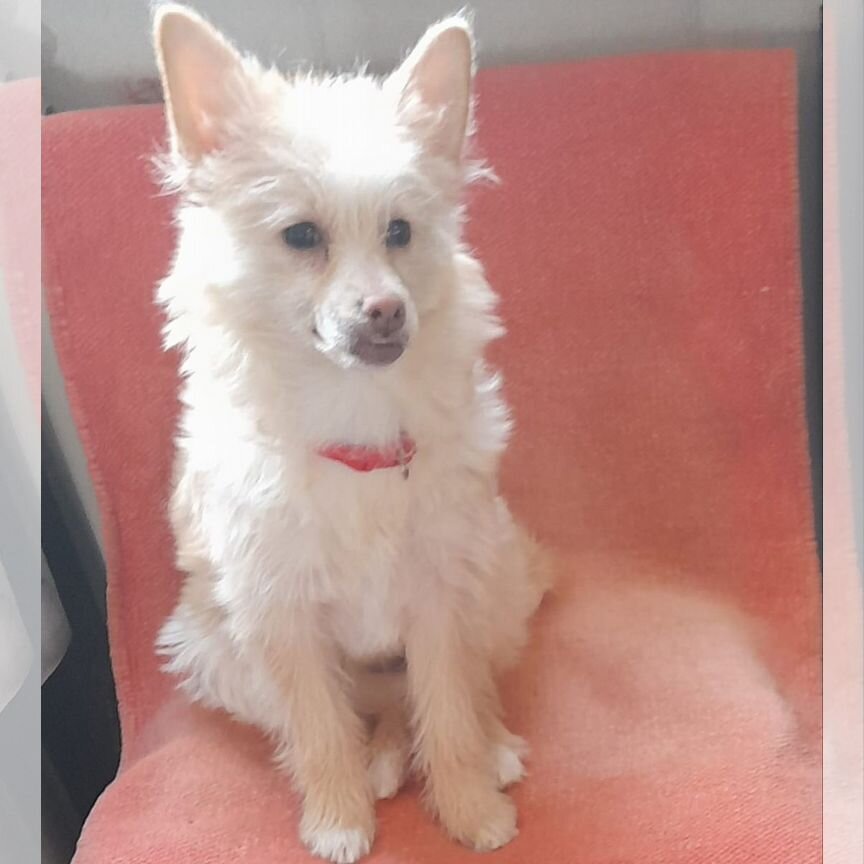 Померанский шпиц, щенок