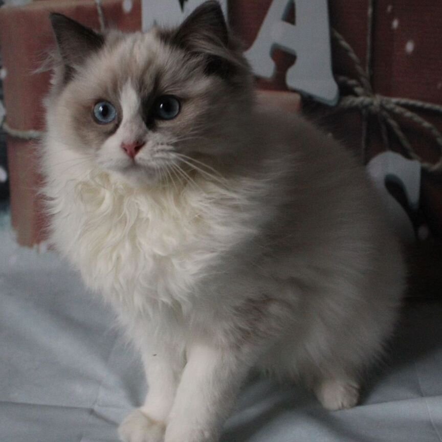 Котёнок породы Ragdoll (кошечка)