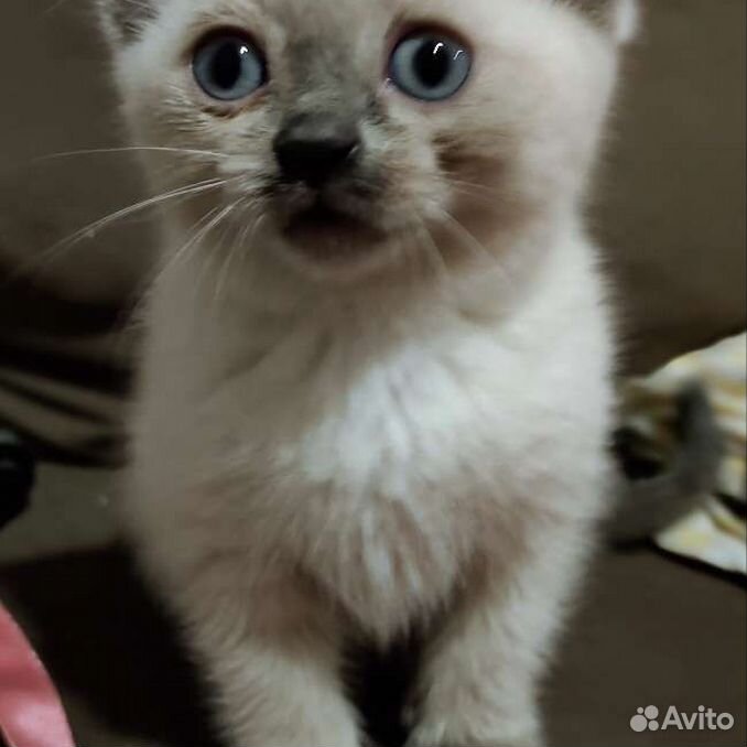 Котята от тайской кошки