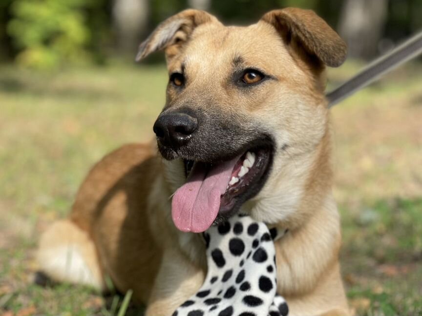 Очаровательный щенок Максик ищет дом