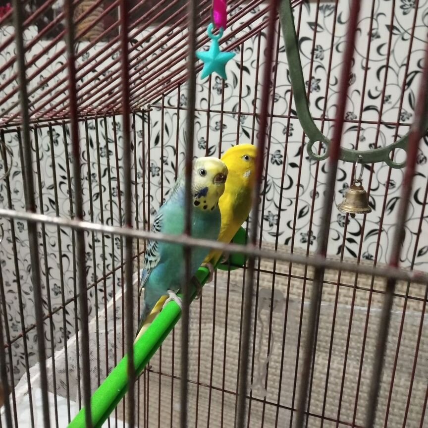 Волнистые попугаи с клеткой